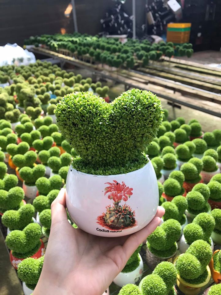 Cây Cỏ May Mắn ý nghĩa phong thủy và chăm sóc giá yêu thương