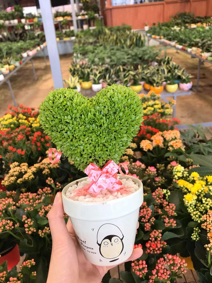 Cây Cỏ May Mắn ý nghĩa phong thủy và chăm sóc giá yêu thương