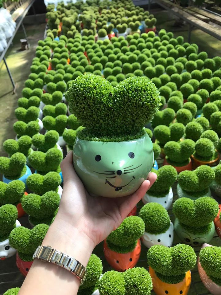 Cây Cỏ May Mắn ý nghĩa phong thủy và chăm sóc giá yêu thương