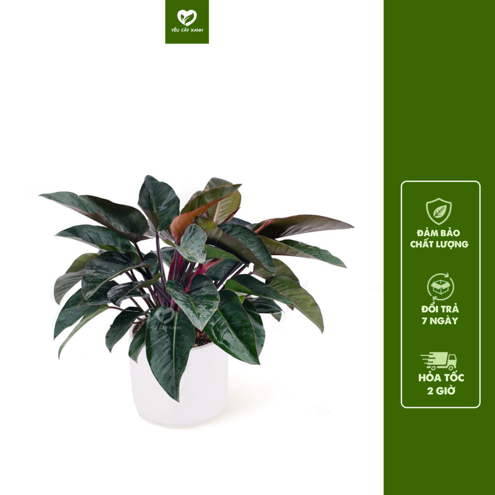 Cây Trầu Bà Đế Vương Đỏ nội thất - Yêu Cây Xanh Garden